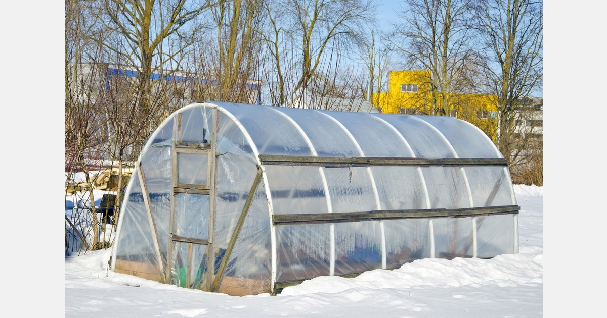 US: Winter snow, ice a shock to Texas growers