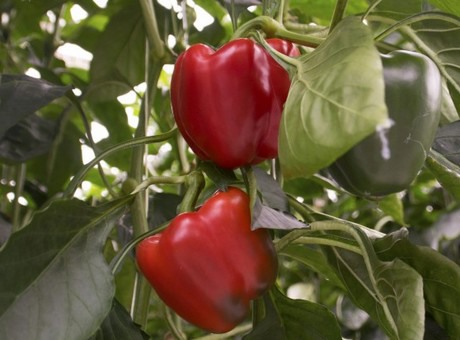 “Belgium greenhouse vegetables compete with production from the South”