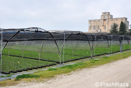Italy: This is how Vivai Mazzoni strawberry plants are propagated