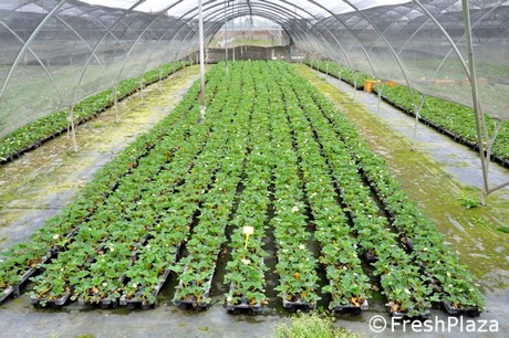 Italy: This is how Vivai Mazzoni strawberry plants are propagated