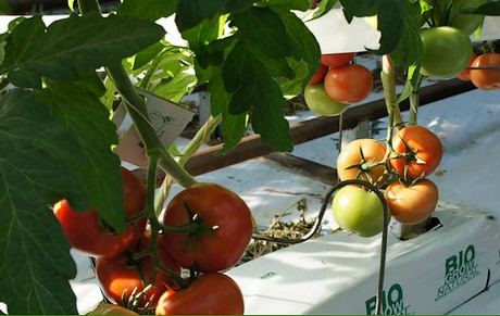 Biogrow vertically integrates coco peat substrate production