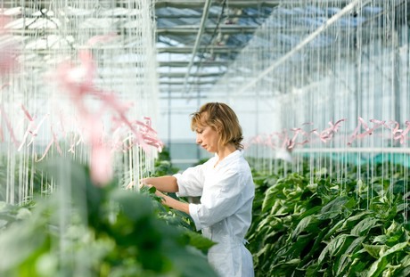 "Patents on breakthrough innovations in seeds are the soul of ...