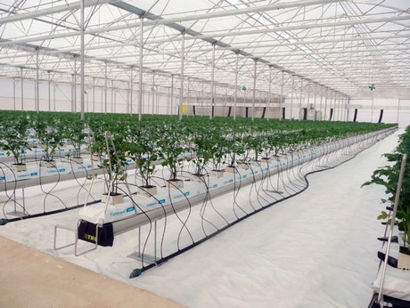 Gutter systems : an often forgotten solution to fight disease pressure