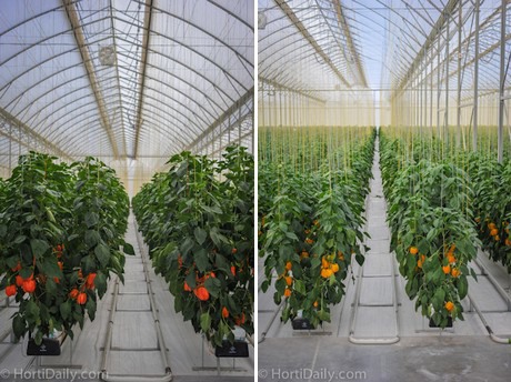 Mexico: Year round ambition drives Geoponica's expansion