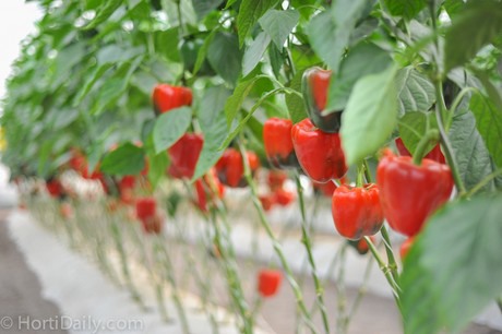New Seminis bell peppers tailored to the Mexican market