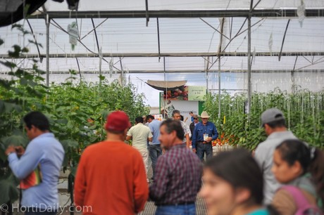 New Seminis bell peppers tailored to the Mexican market