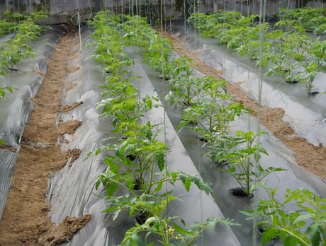 Axia Seeds' Chinese breeding program taking shape