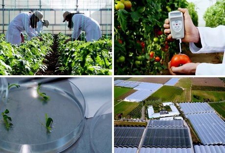 Turkish breeding heritage brings unique taste to global glasshouse industry