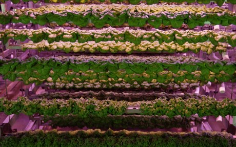 Canadian companies to sprout large scale CubicFarms