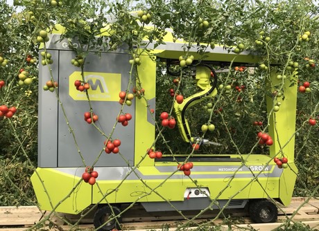 New tomato harvest robot GRoW being tested in the greenhouse