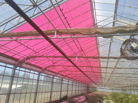 Energy-generating glass saves water, boosts yields